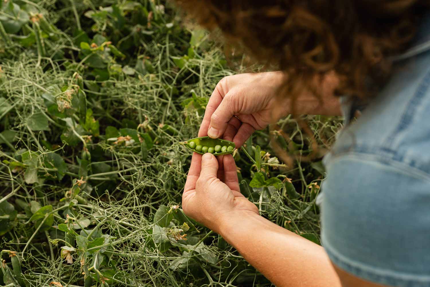 BEANMEAL - Eatertainment - Eatertainment